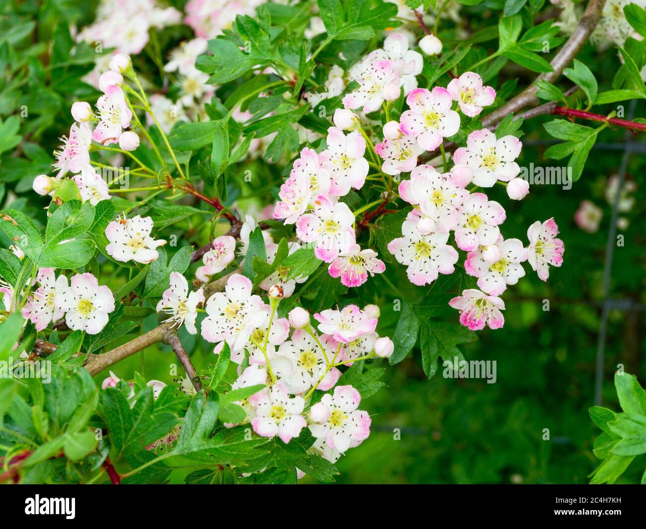 Hawthorn blossom and wildflowers hi-res stock photography and images ...