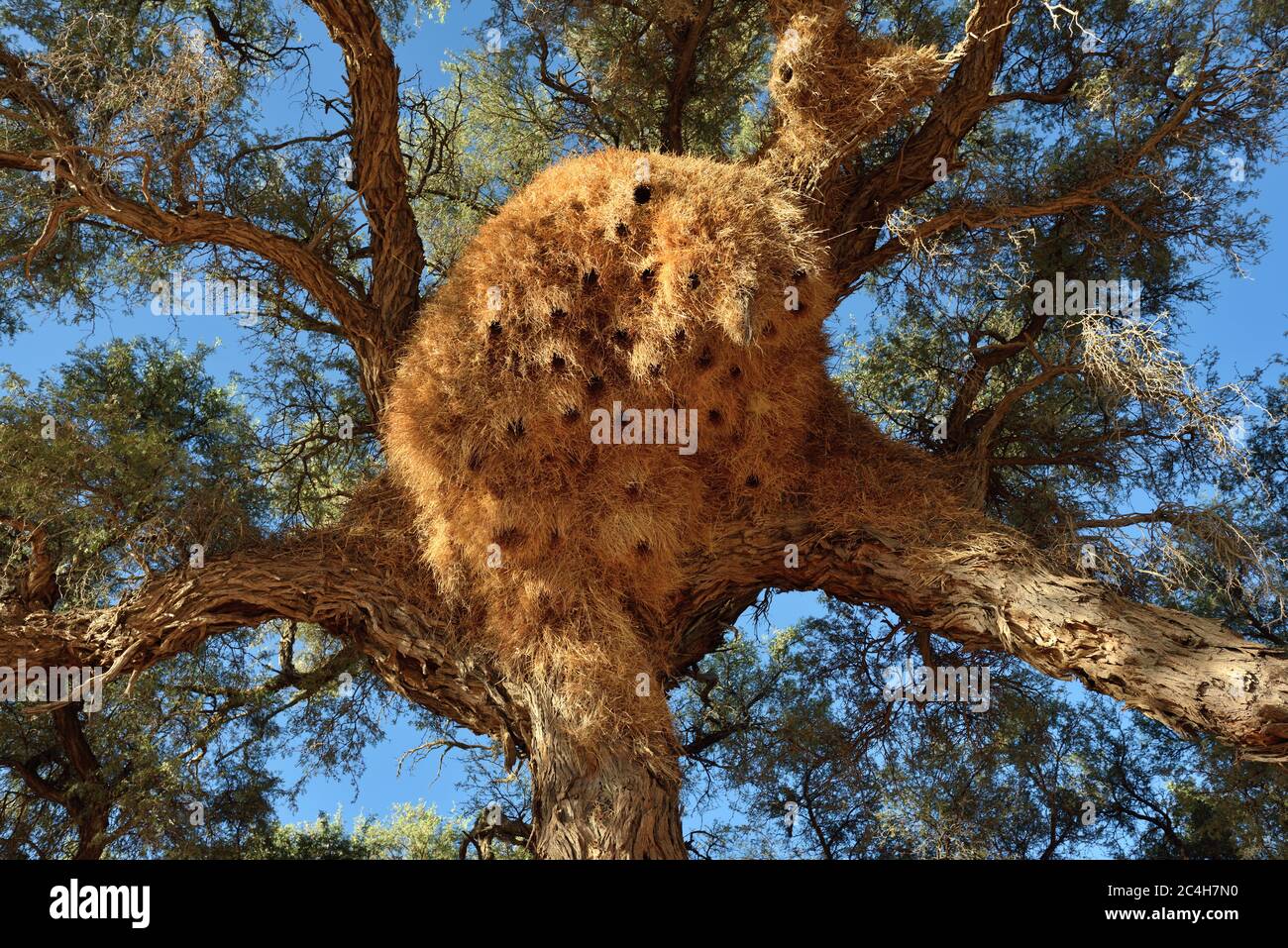 Kameeldoring hi-res stock photography and images - Alamy