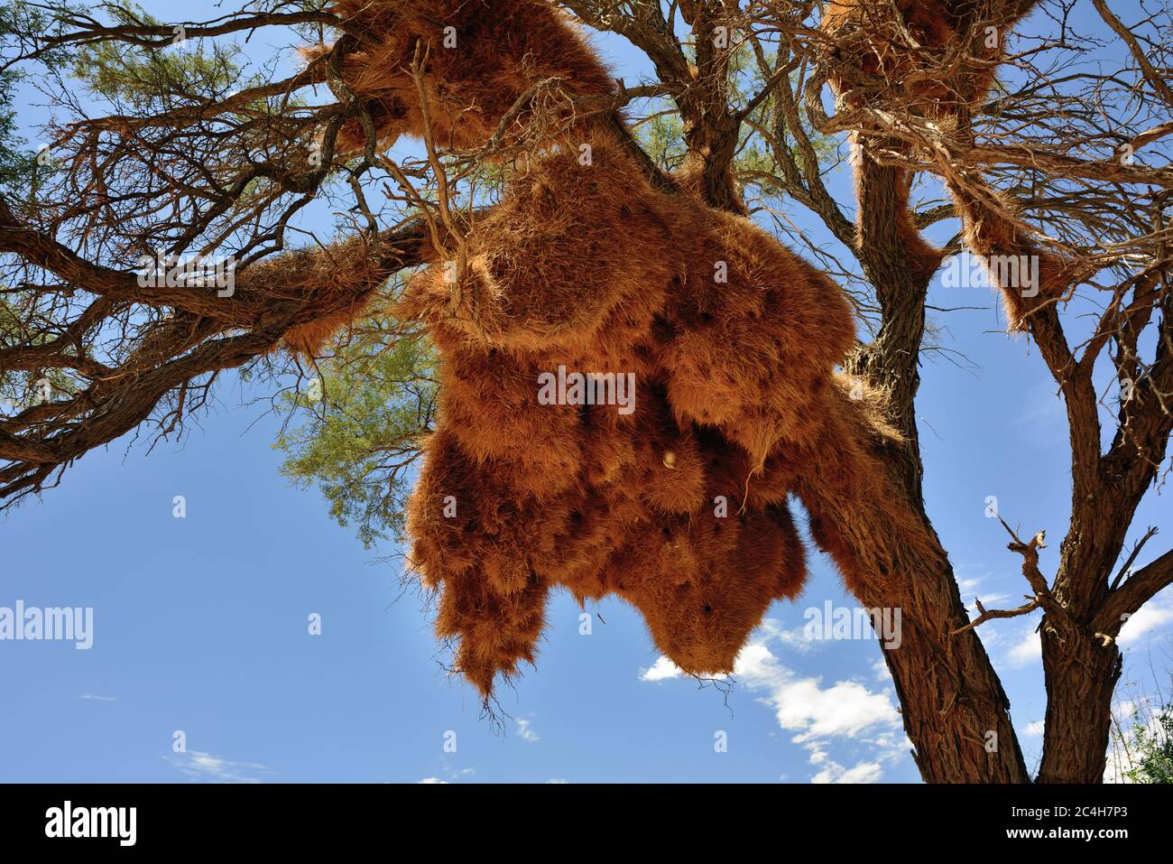 Giraffe bottom hi-res stock photography and images - Alamy