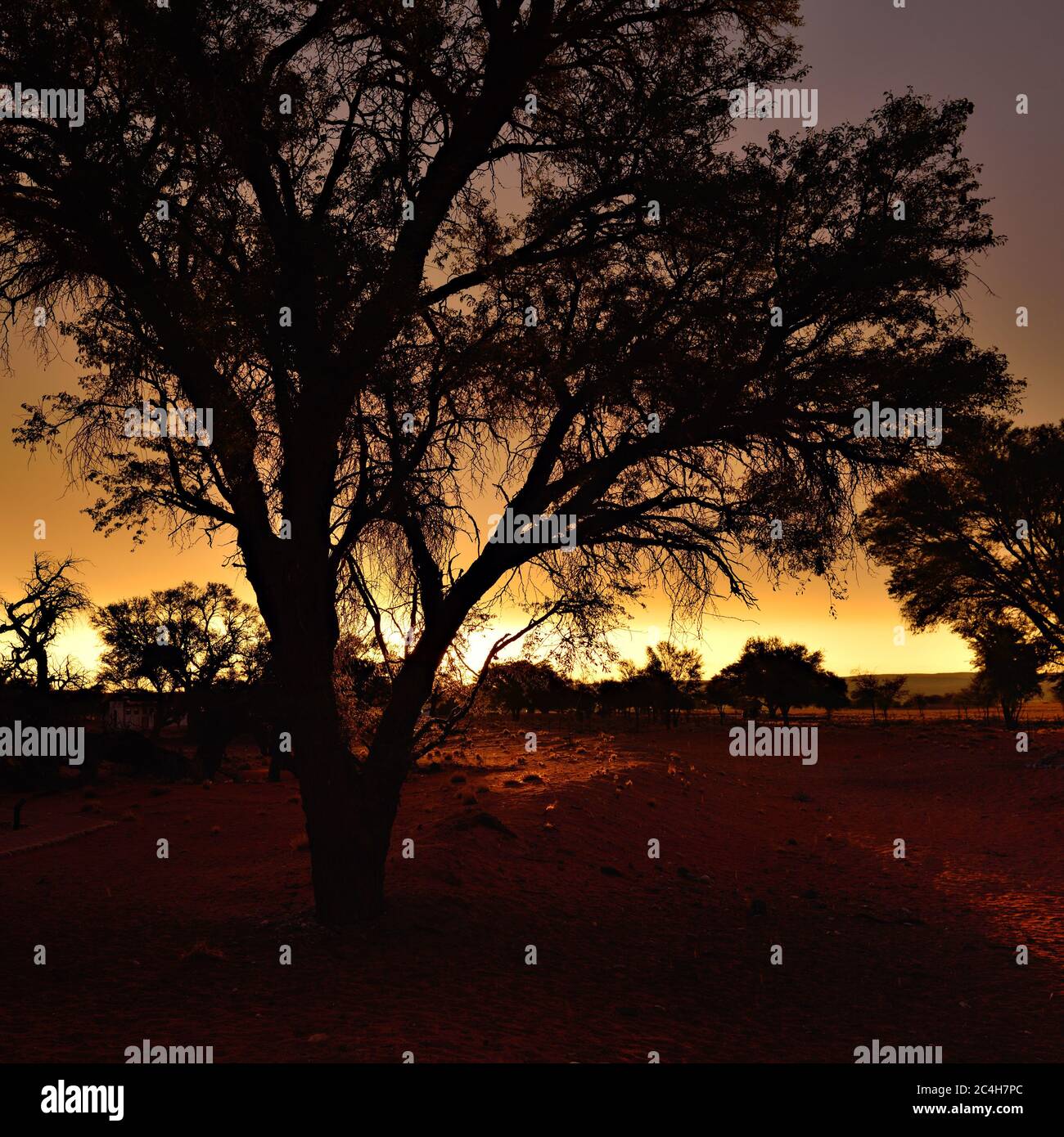 African night silhouette. Acacia tree in the Kalahari desert against a ...