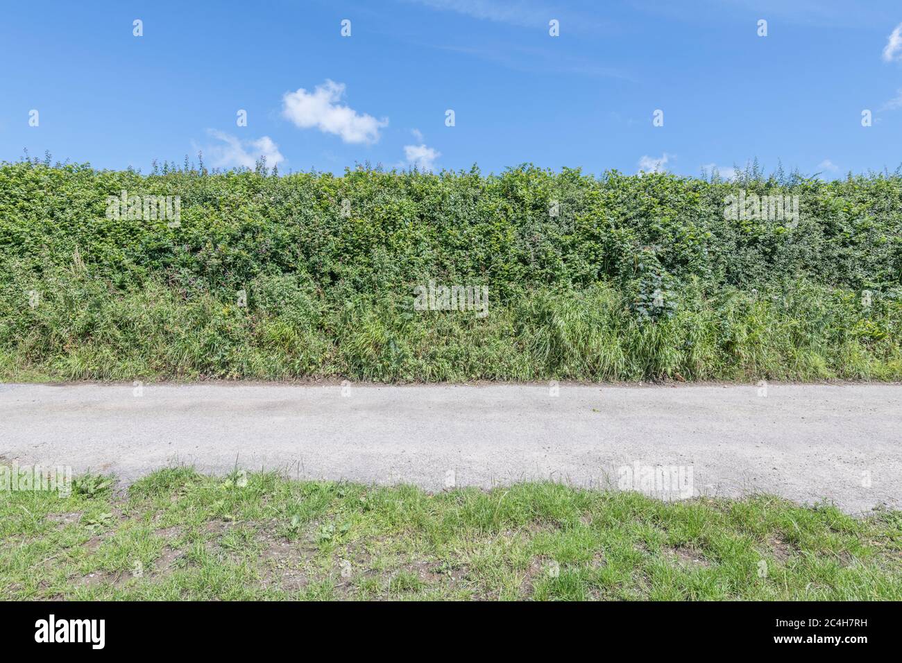 Typical high banked Cornish country lane in sunshine. The tall banked ...
