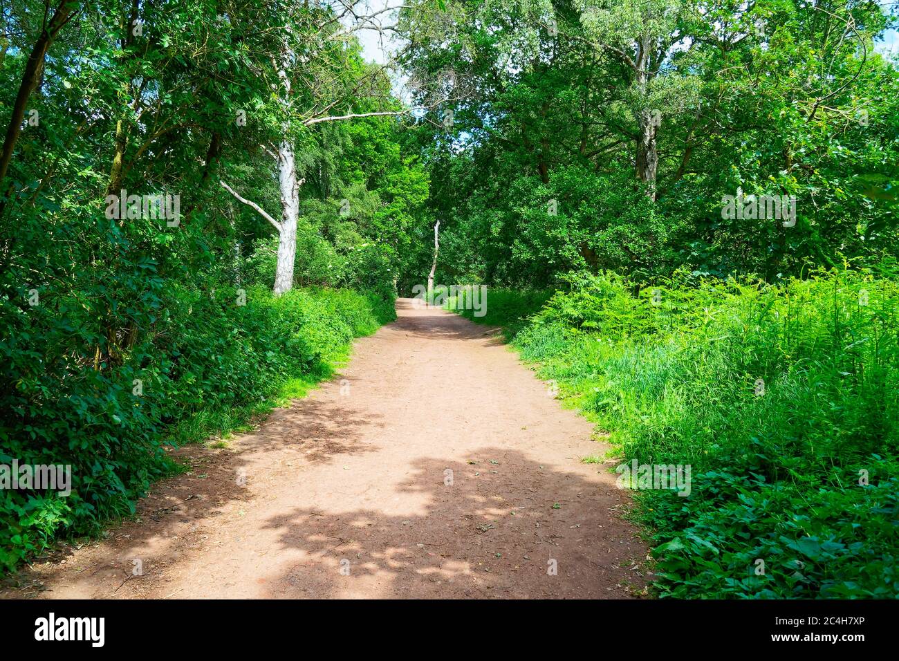 A wide path with trees, wildflowers, ferns and brambles on either side ...