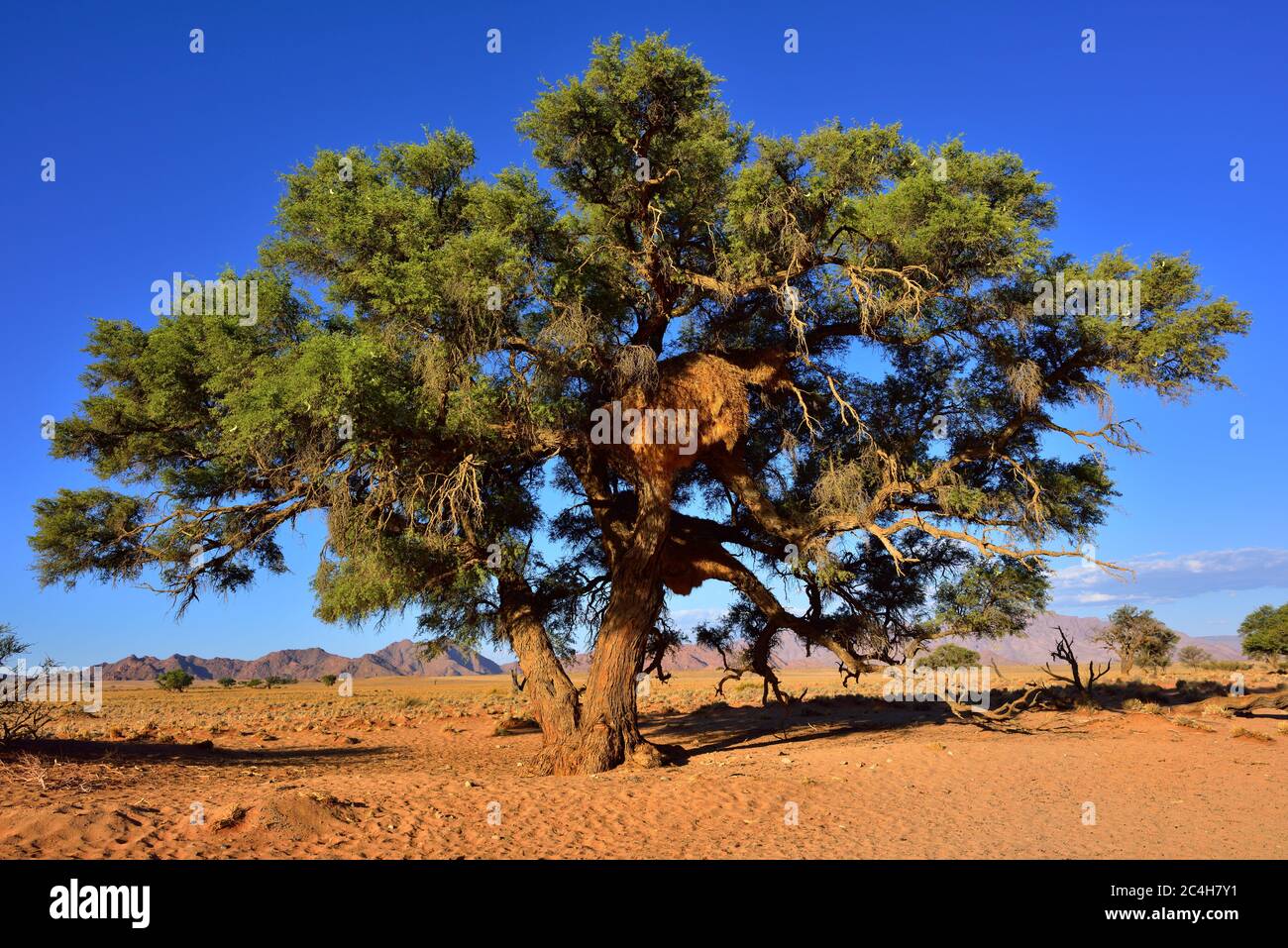 Beautiful namibian landscape with a big tree with nest Vachellia ...