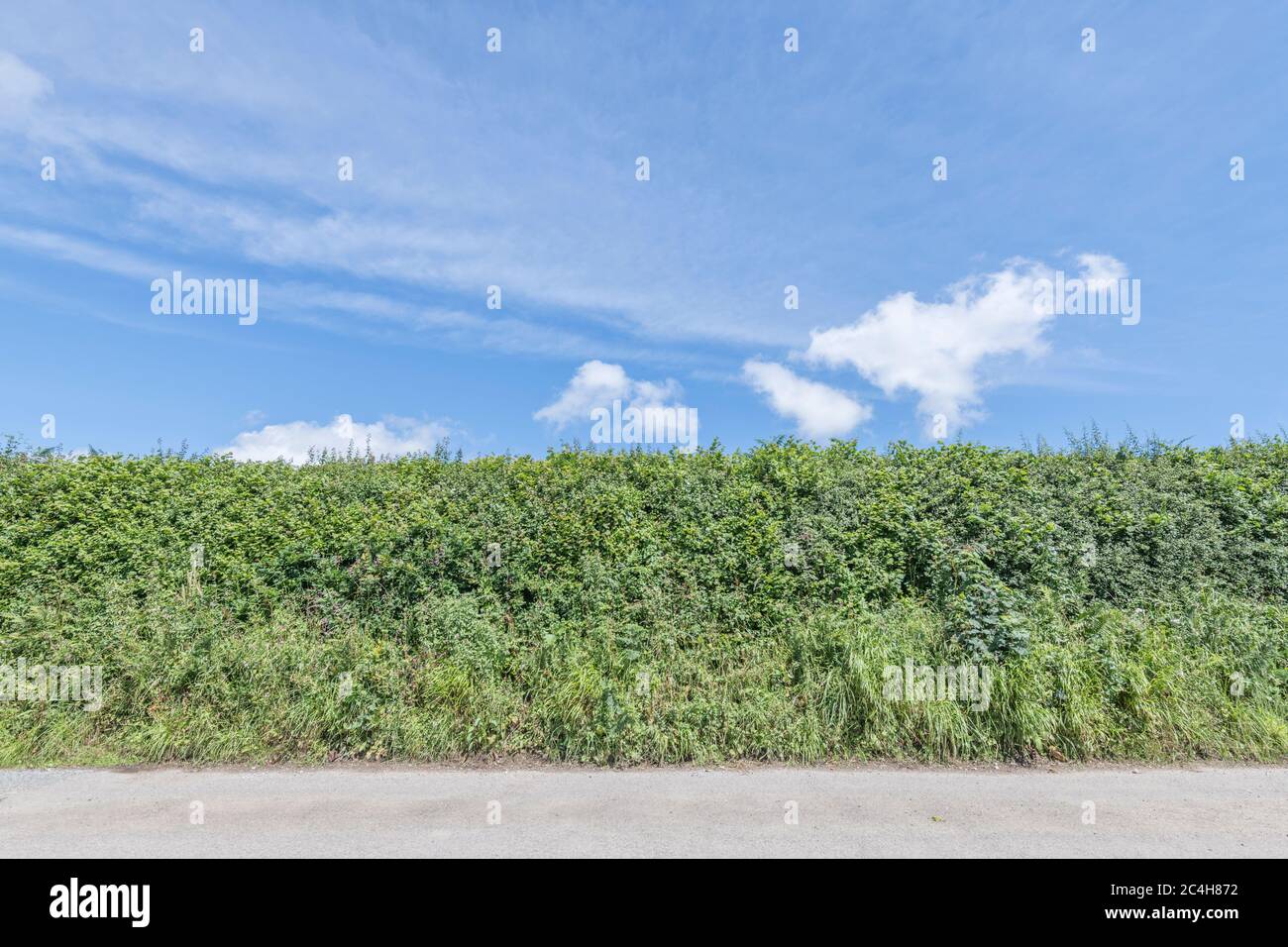 Typical high banked Cornish country lane in sunshine. The tall banked ...