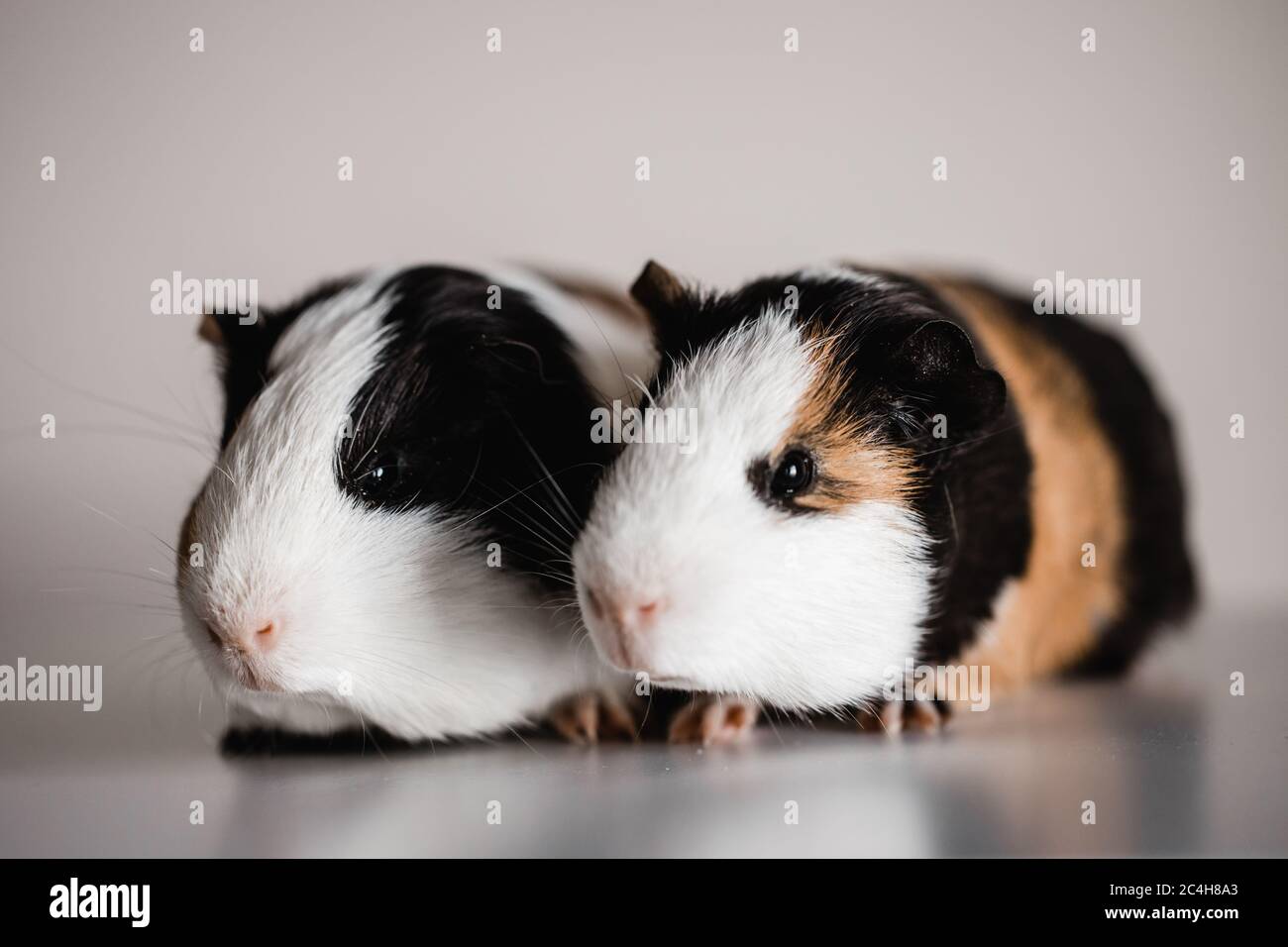 Two tri colored tan, blank and white american breed guinea pigs sitting ...