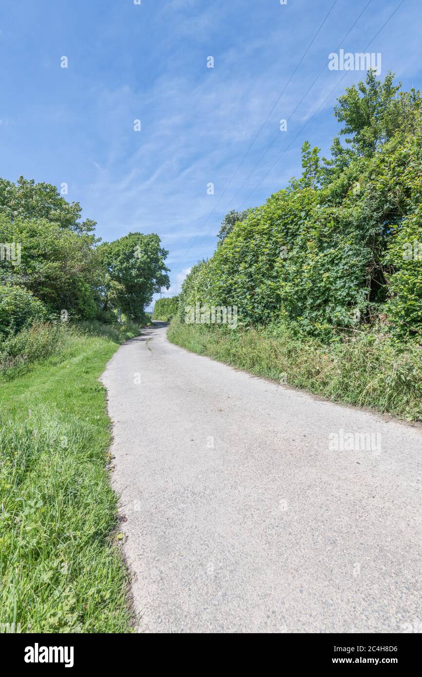 Typical high banked Cornish country lane in sunshine. The tall banked ...