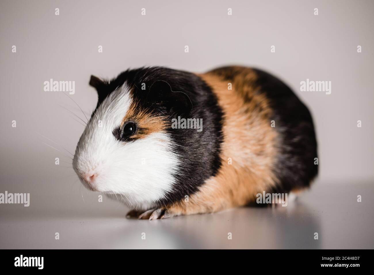 Full body of tri color american guinea pig Stock Photo - Alamy