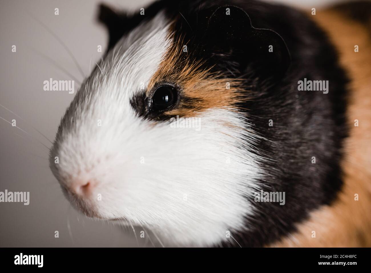 Close up of a tri color american guinea pig Stock Photo - Alamy