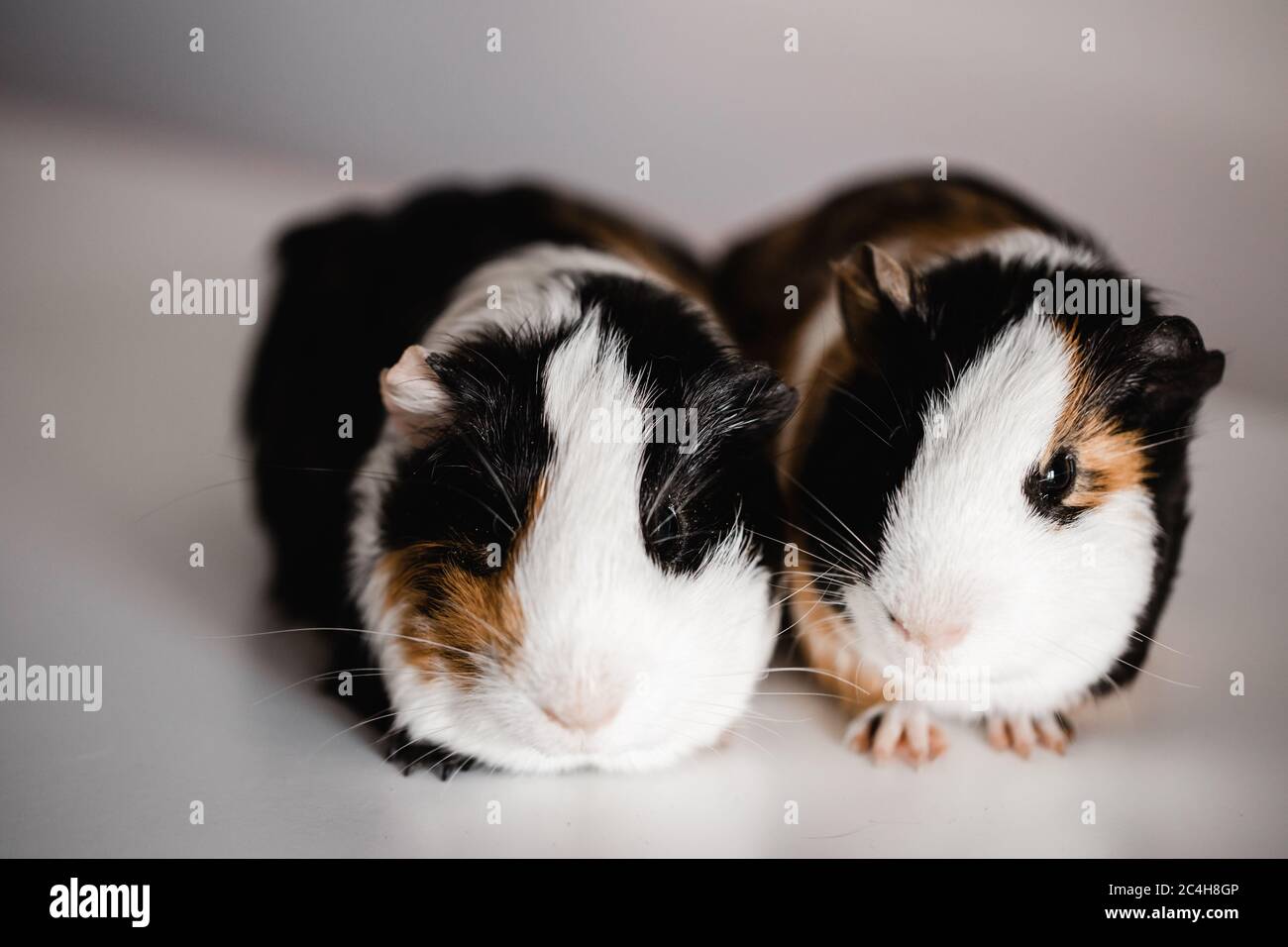 Two tri colored tan, blank and white american breed guinea pigs sitting ...