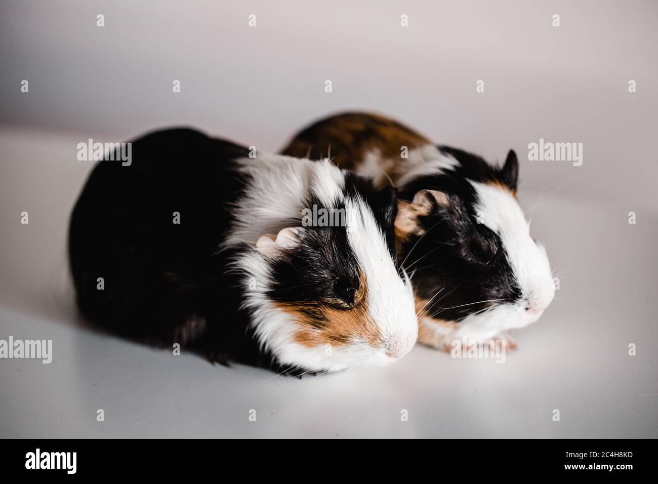 Two tri colored tan, blank and white american breed guinea pigs sitting ...