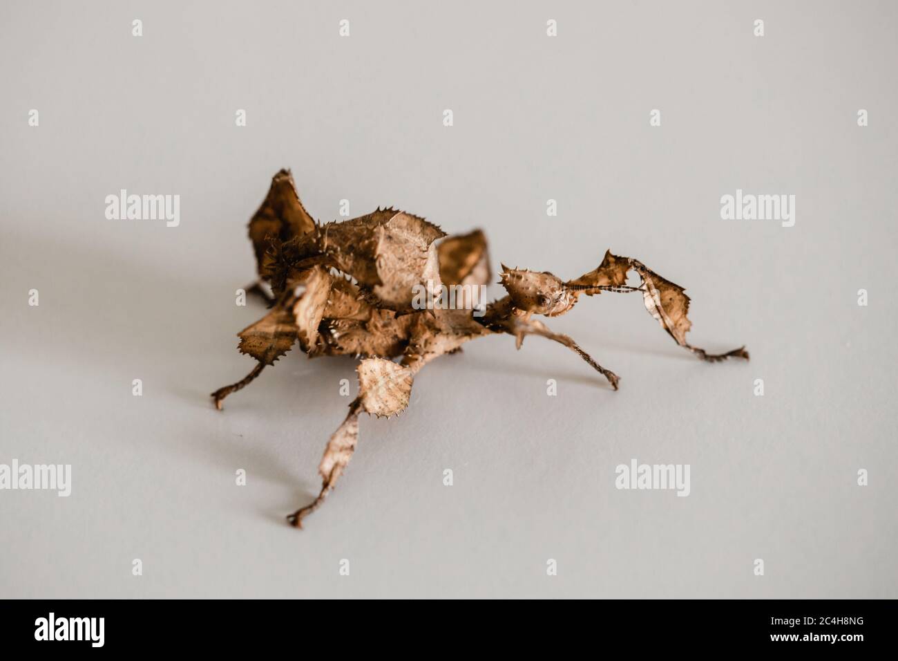 Australian insects hi-res stock photography and images - Alamy