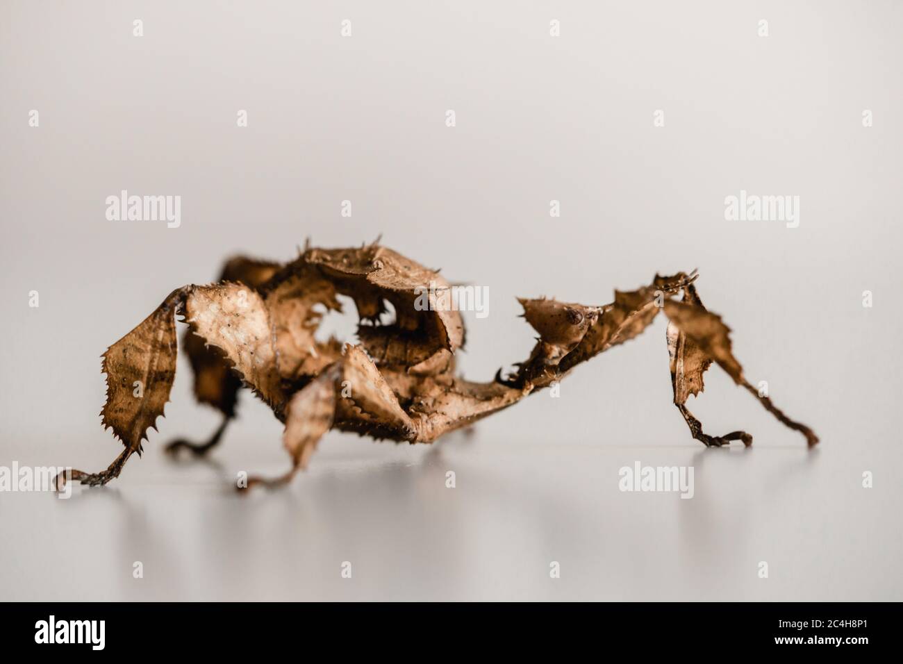 Walking Stick Insect Camouflage Mimic High Resolution Stock Photography ...