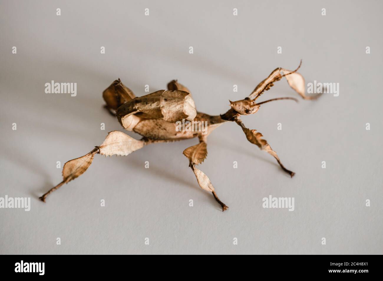 Camouflage insect walking leaf hi-res stock photography and images - Alamy