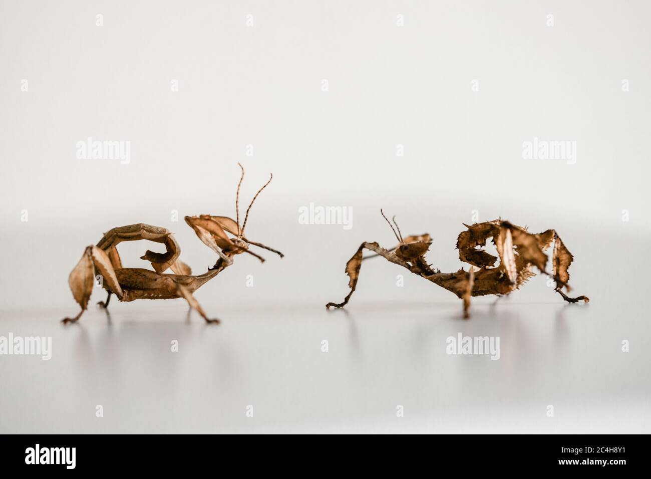 Australian insects hi-res stock photography and images - Alamy