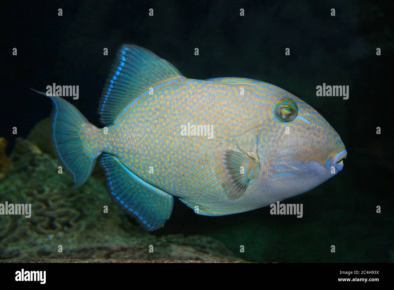 Blue Triggerfish Pseudobalistes fuscus Stock Photo - Alamy