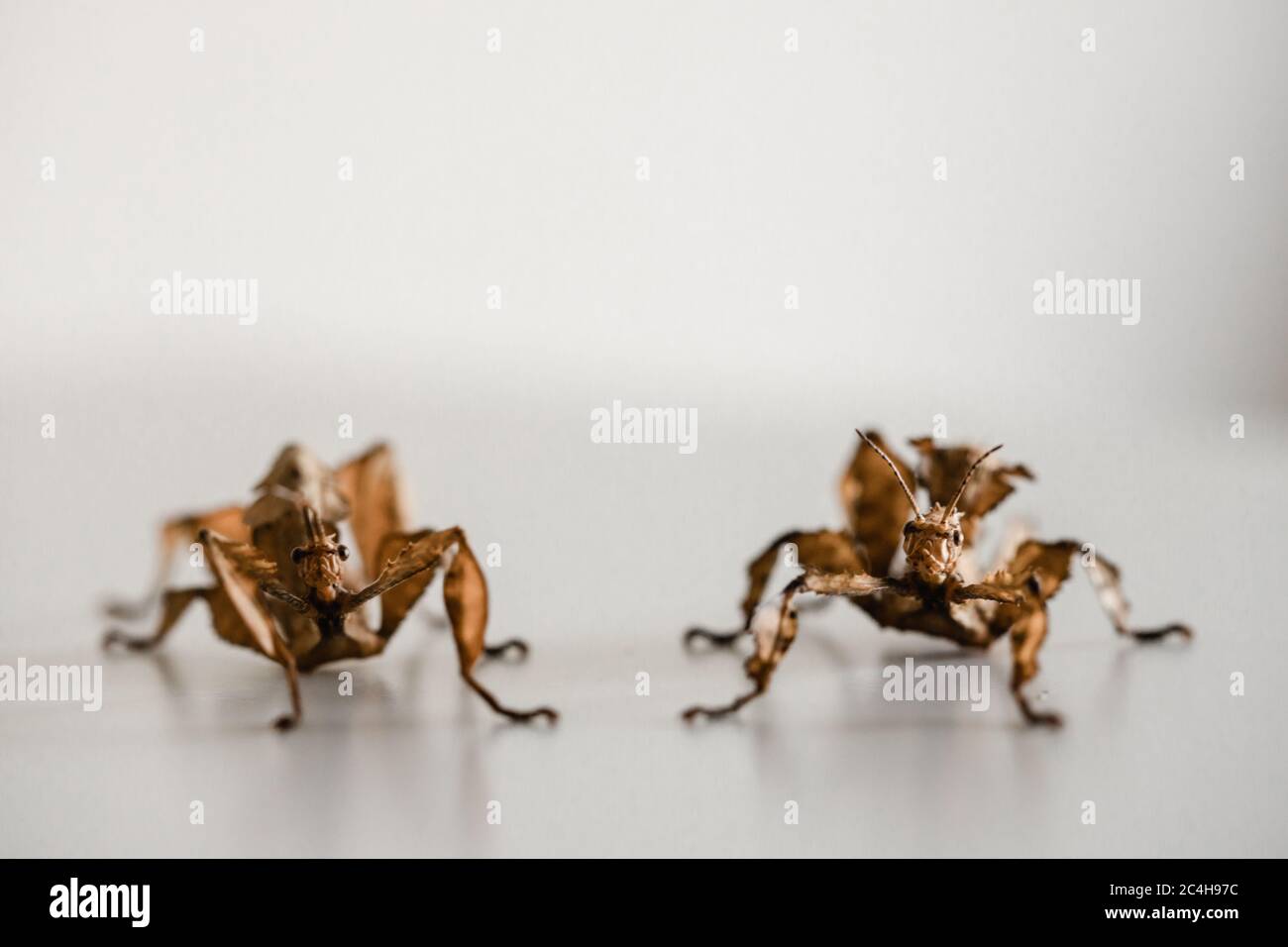 two spiny leaf insects, a male on the left and a female on the right ...