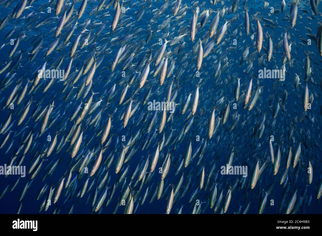 Striped fusilier caesio striata hi-res stock photography and images - Alamy