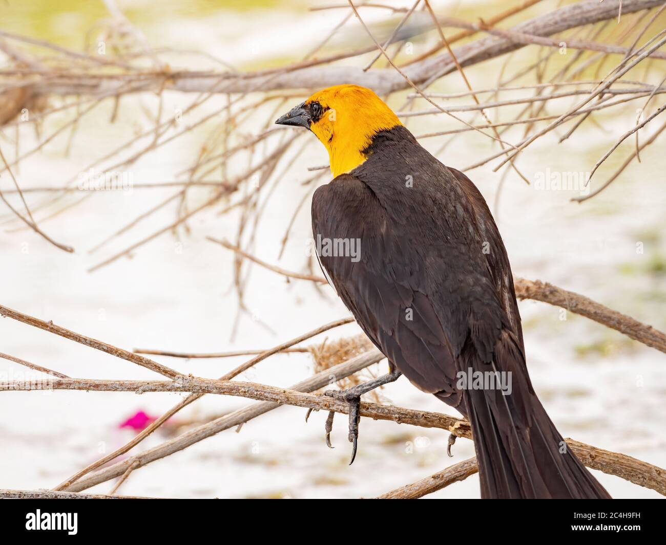 Blackbird viewing hi-res stock photography and images - Alamy