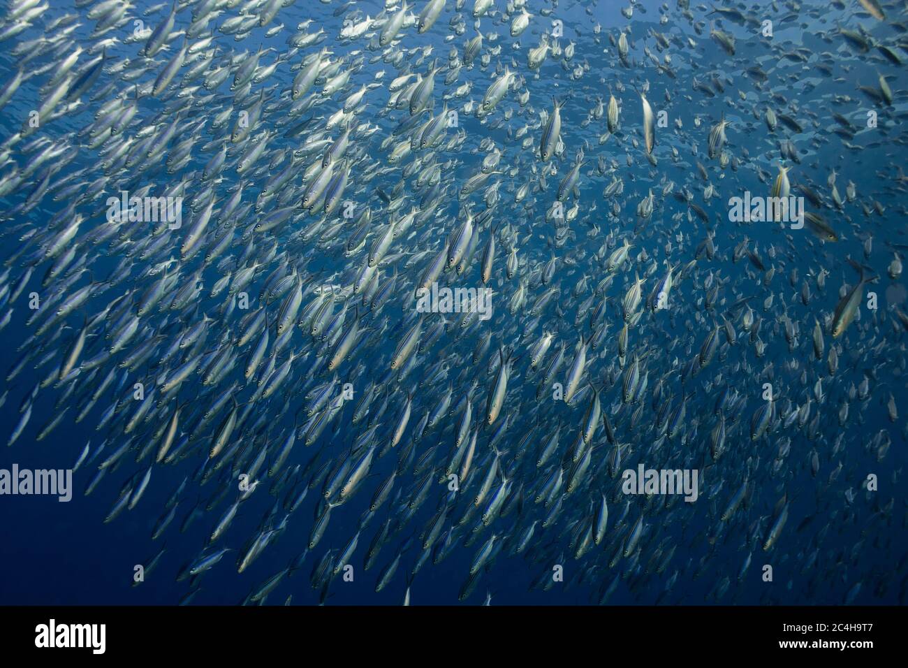 Large school of Striated fusilier fish(Caesio striata Stock Photo - Alamy