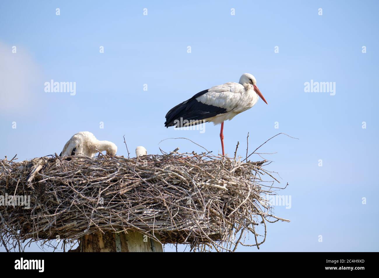Stork nest on blue sky background. Stork with baby in stork nest. copy ...