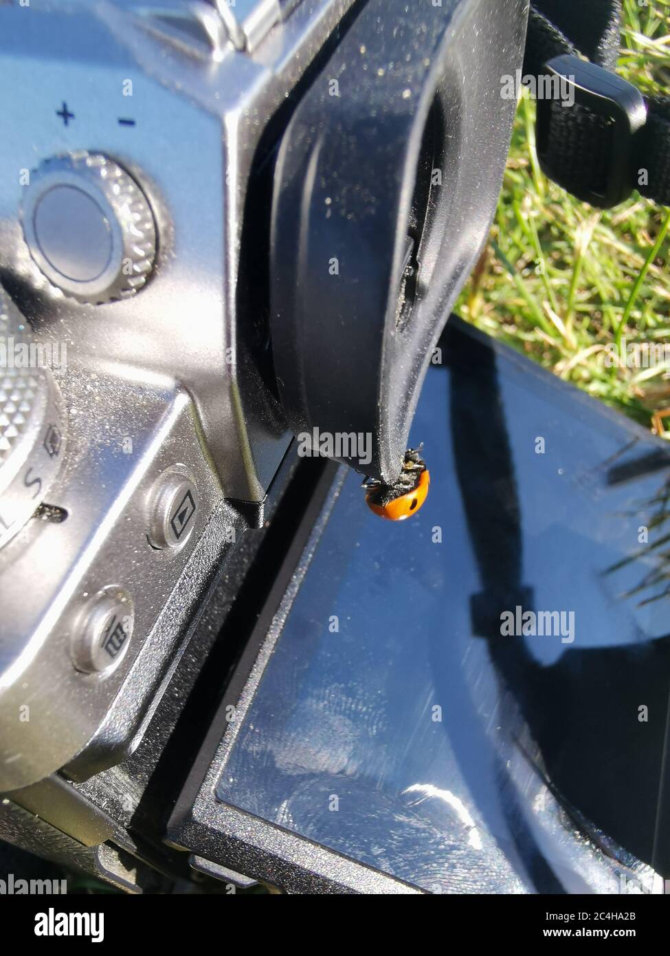 Small ladybug sitting on a dusty camera in the sun Stock Photo - Alamy