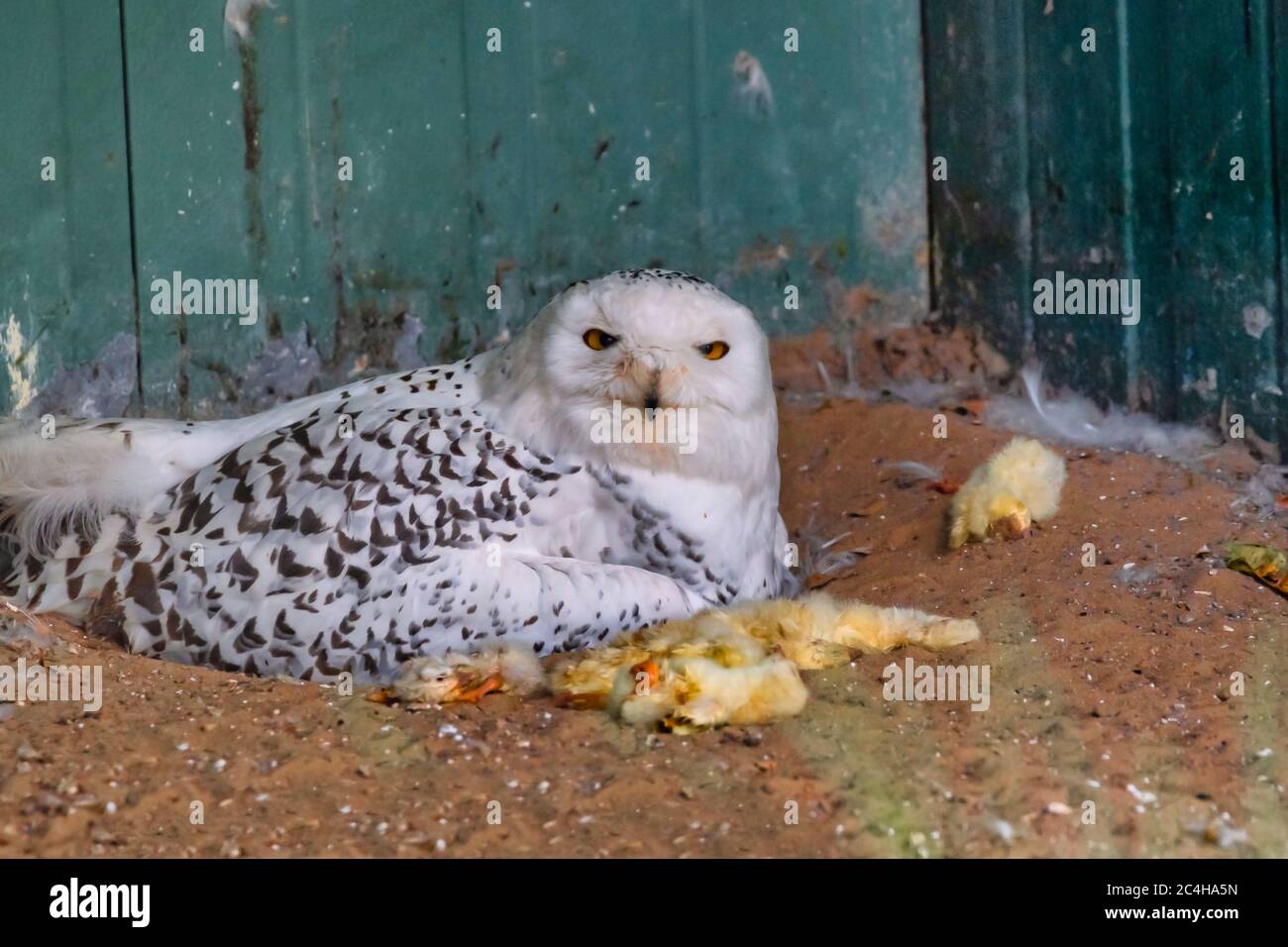 Snowy owl eating hi-res stock photography and images - Alamy