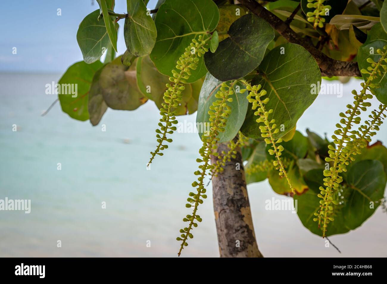 Sea grape coccoloba uvifera hi-res stock photography and images - Alamy