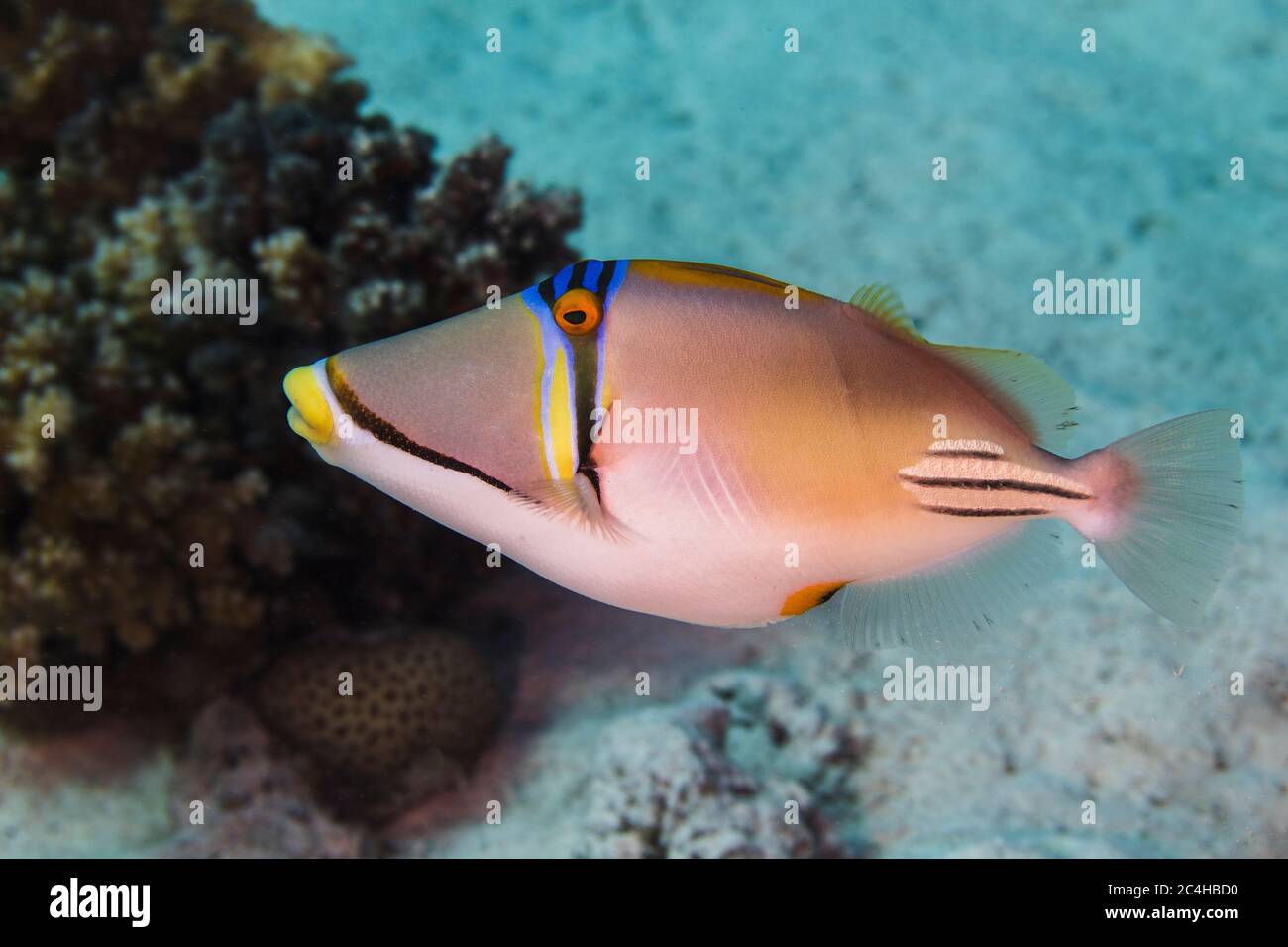 Picasso fish hi-res stock photography and images - Alamy