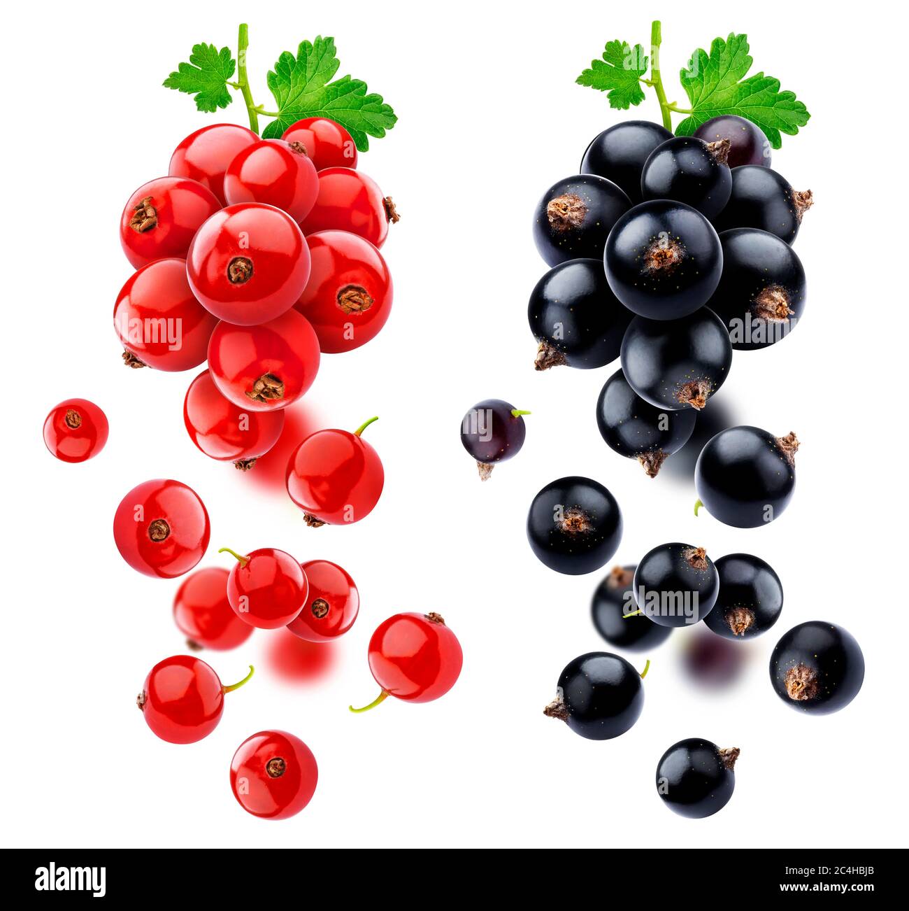 Black and red currant isolated on white background Stock Photo - Alamy