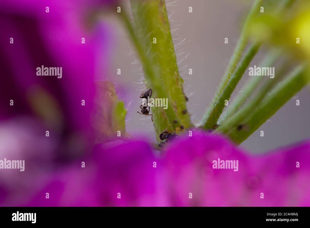 National Insect Week 2020 - Close-up of ants on wildflowers Stock Photo ...