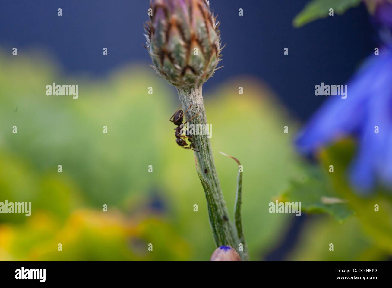 National Insect Week 2020 - Close-up of an ant walking down a plant ...