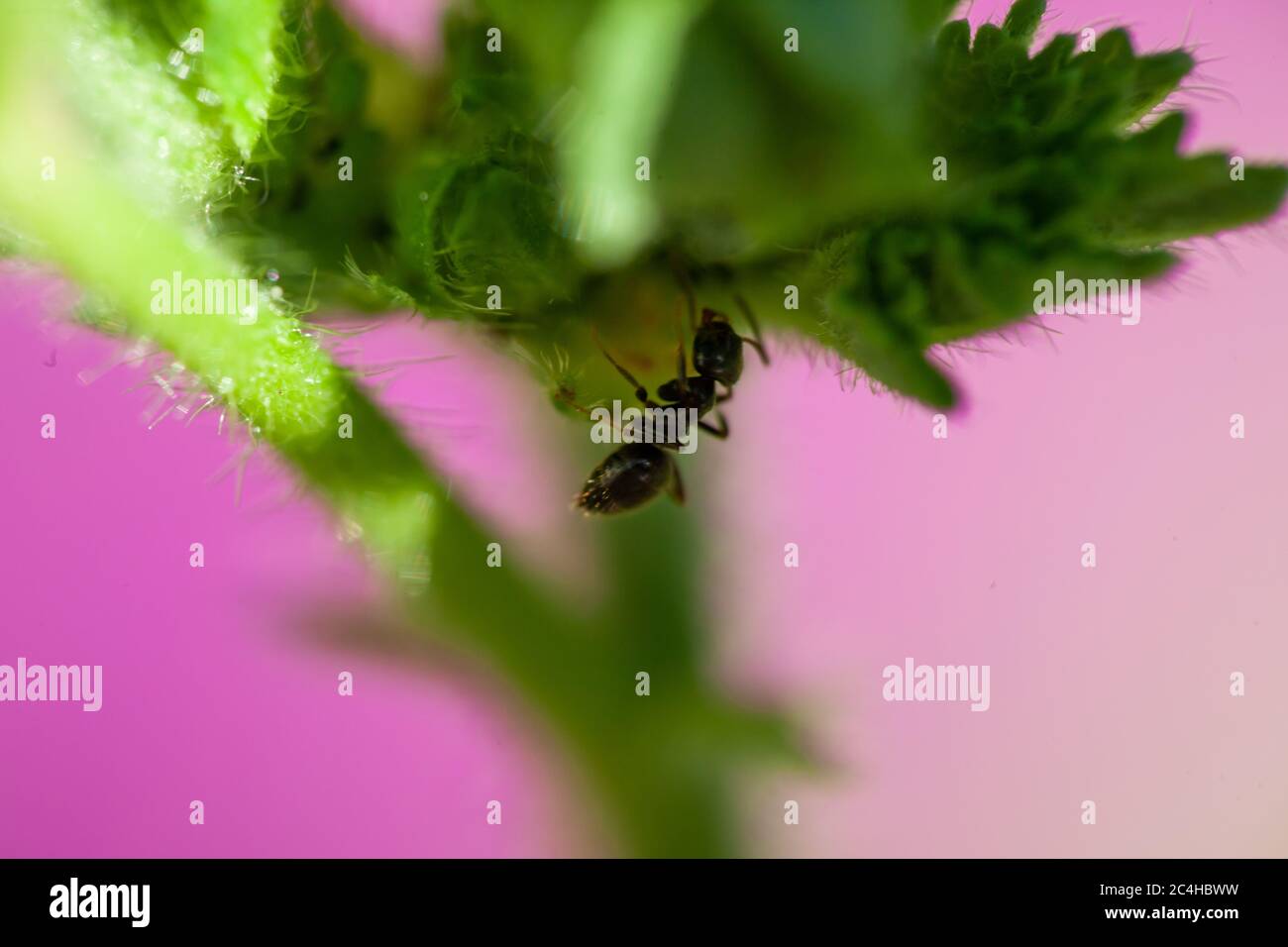Ant system hi-res stock photography and images - Alamy