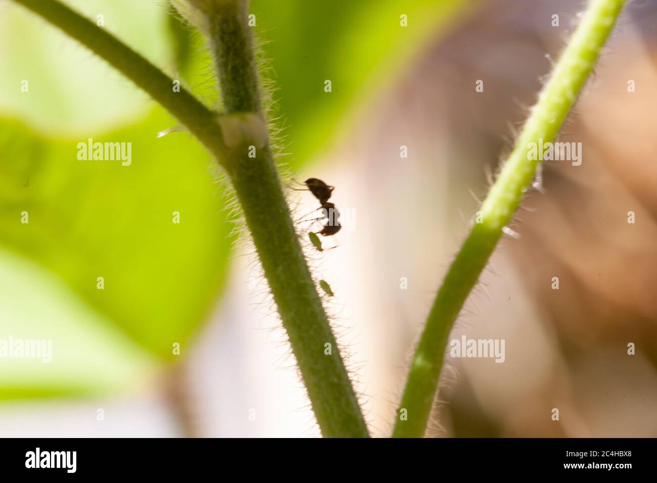 Uk ant seed hi-res stock photography and images - Alamy
