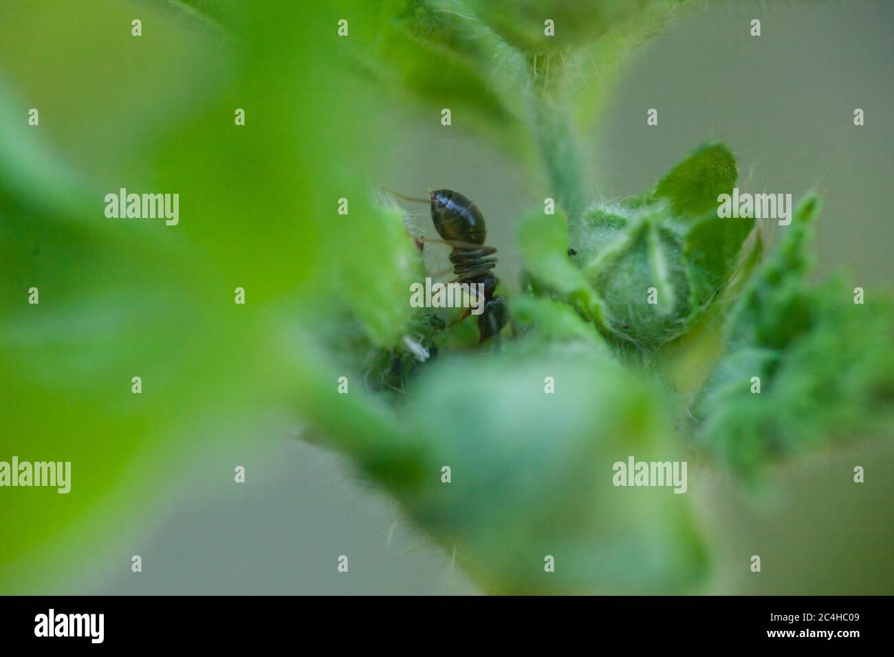National Insect Week 2020 - Close-up of an ant sleeping in a plant ...