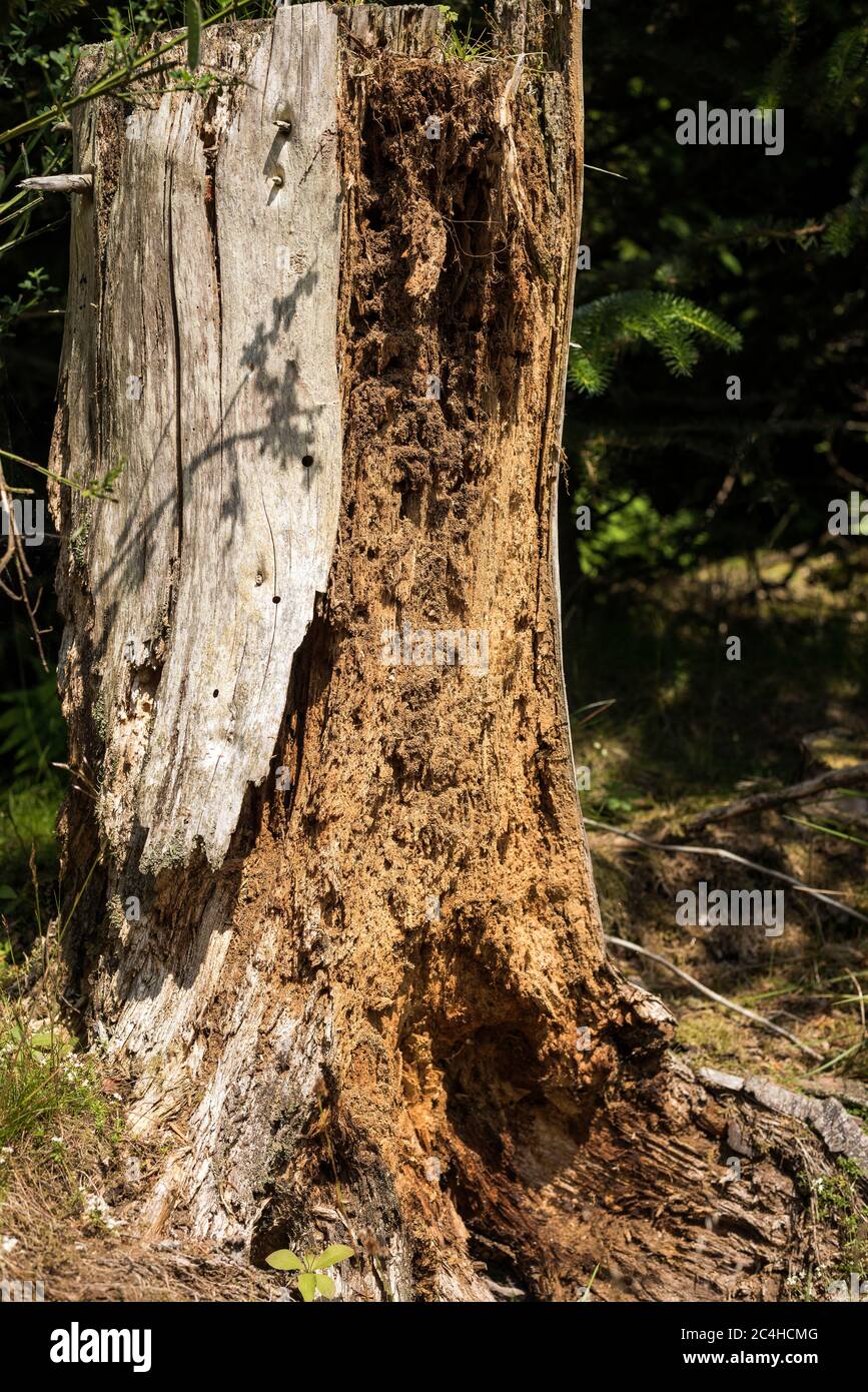 Decaying Tree Trunk High Resolution Stock Photography and Images - Alamy