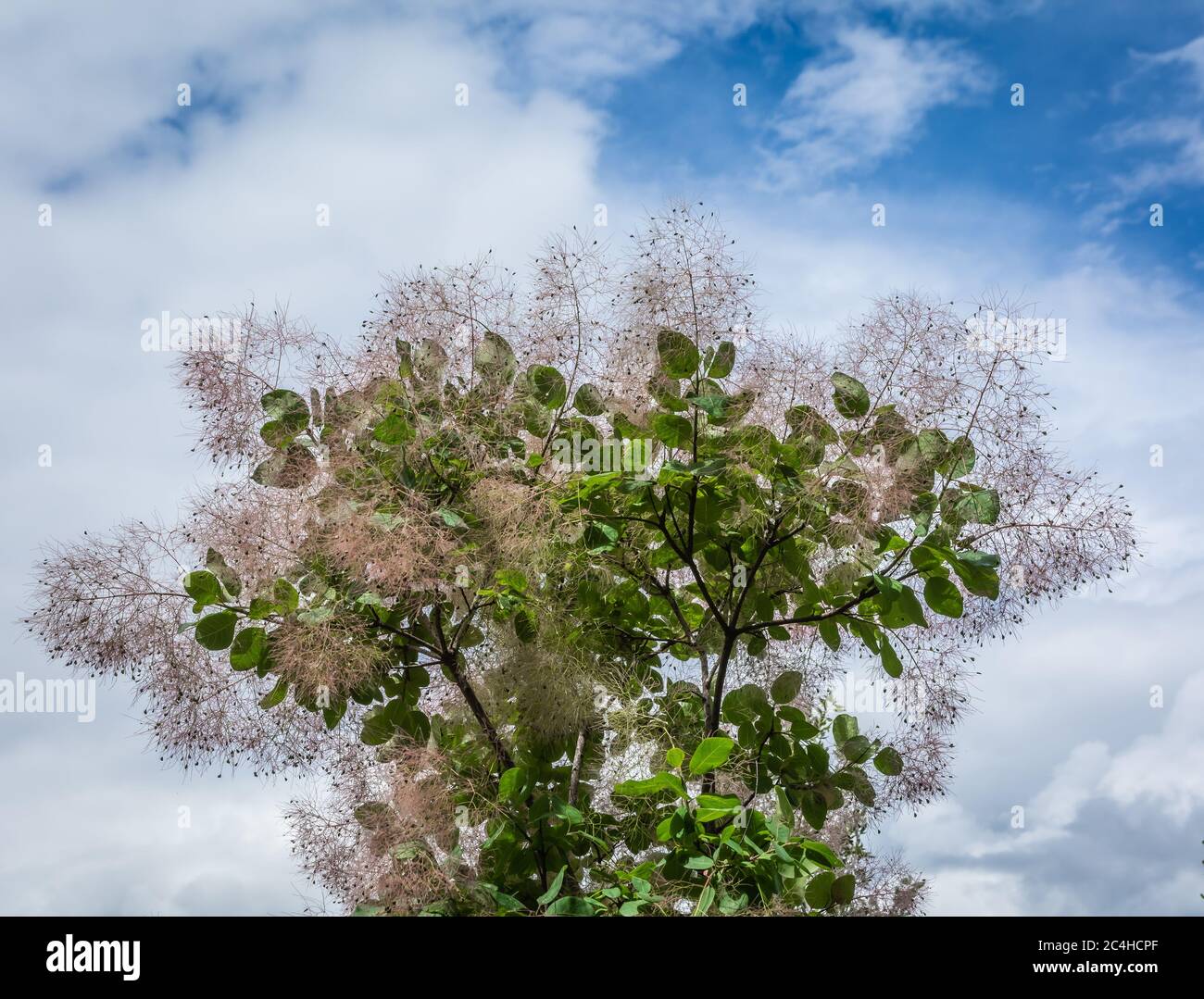 Cotinus coggygria in garden hi-res stock photography and images - Alamy