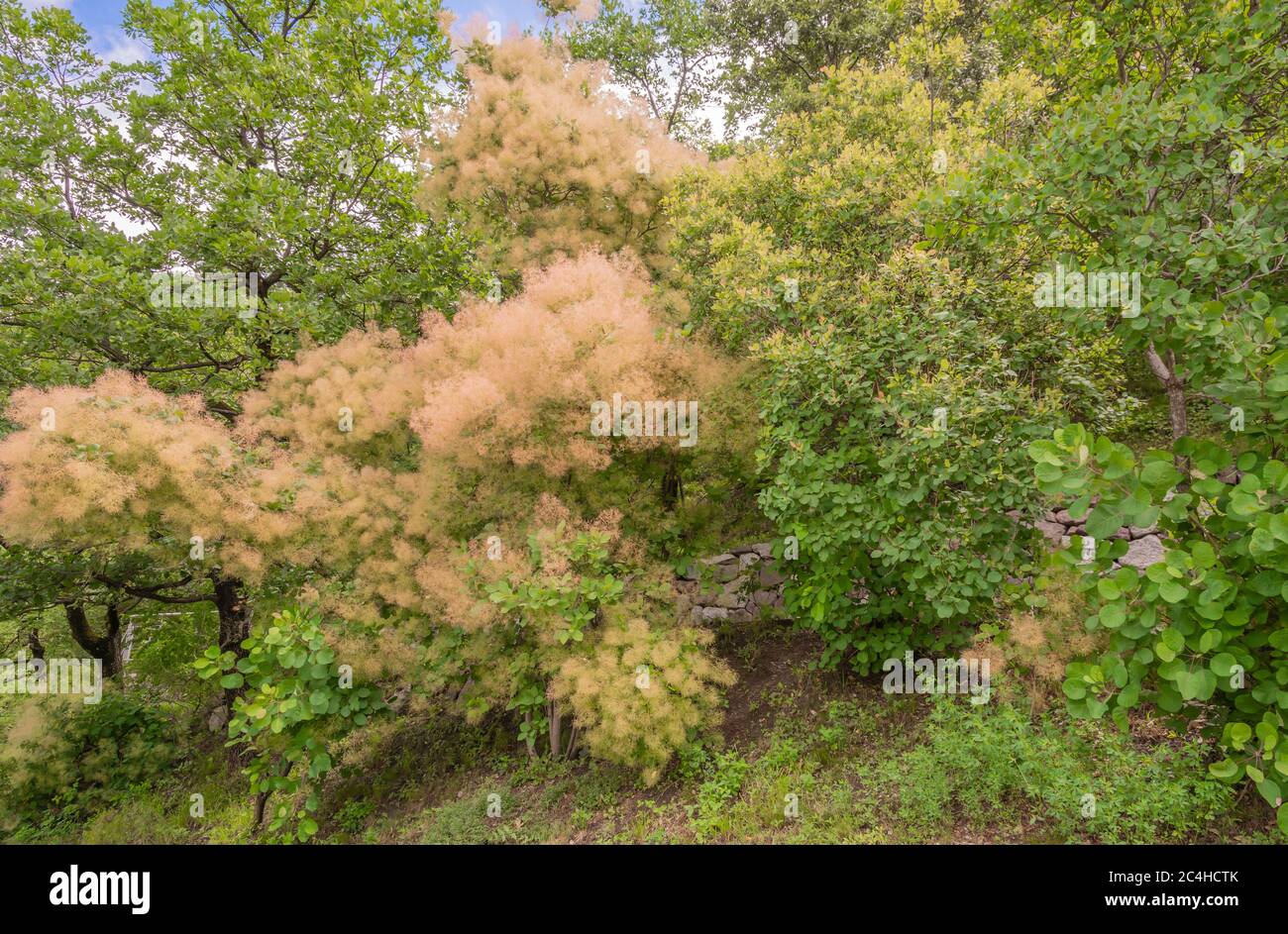 Pink common smoke tree hi-res stock photography and images - Alamy
