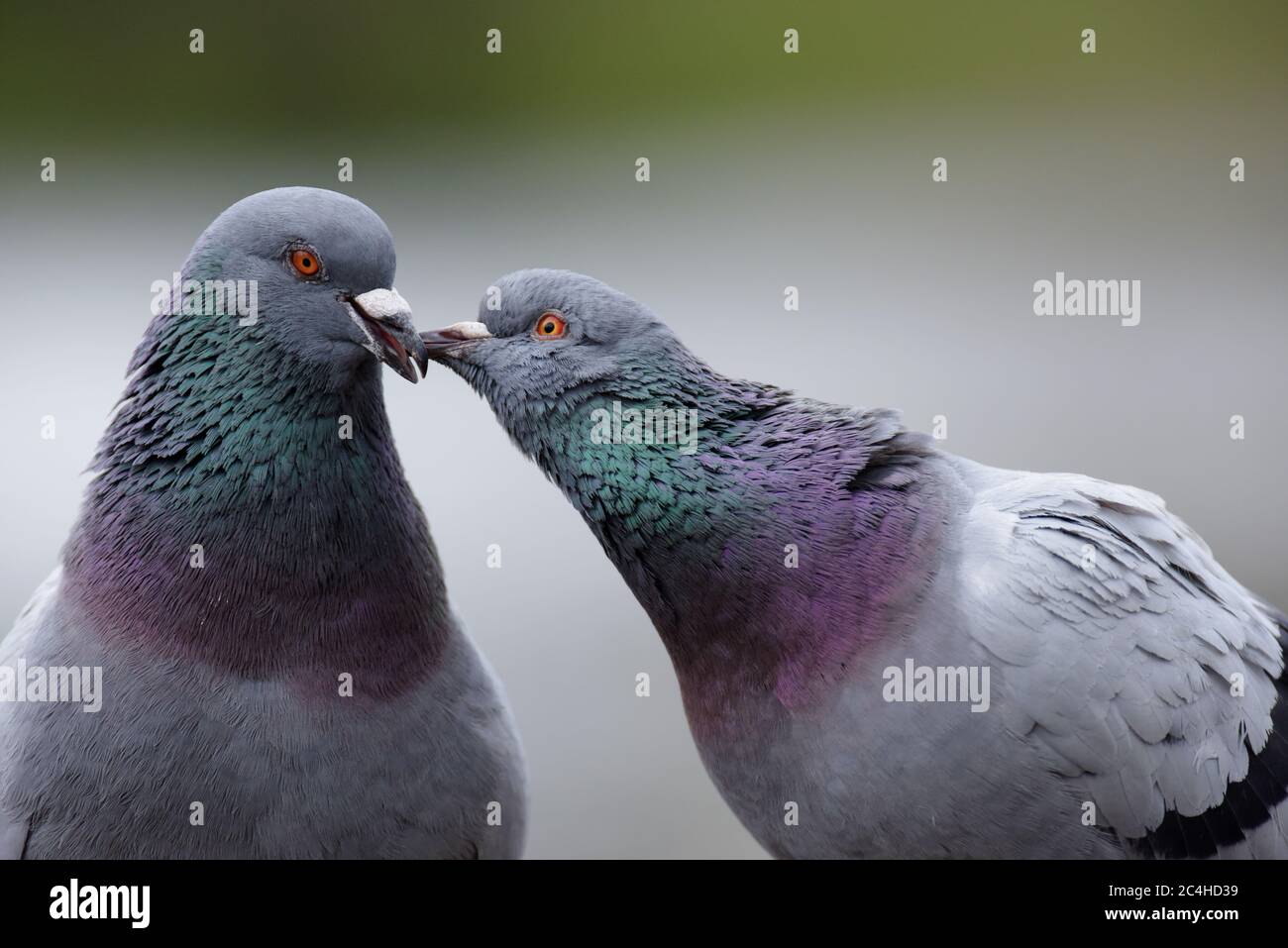 A pair of kissing pigeons in a London park Stock Photo - Alamy