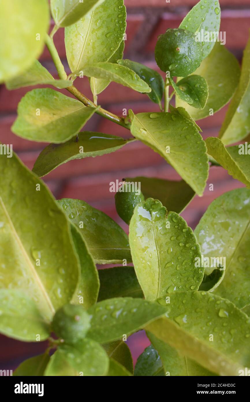 Closeup small limes growing hi-res stock photography and images - Alamy