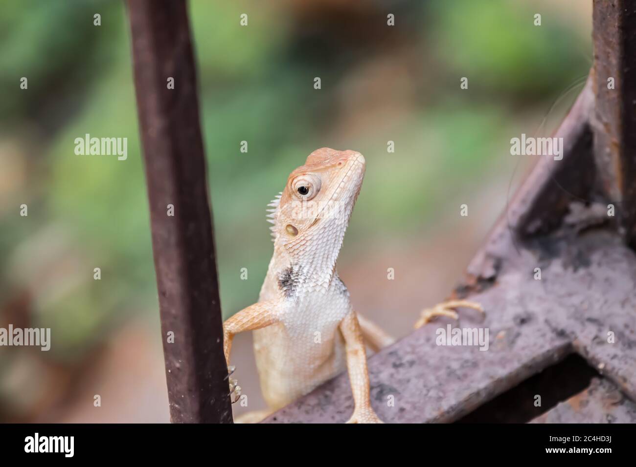 Oriental Garden Lizard (Calotes versicolor) climbing up a metal railing ...