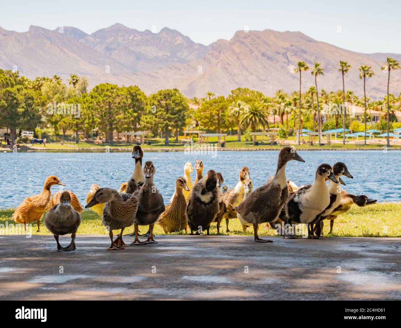 Many baby ducks walking on the ground at Las Vegas, Nevada Stock Photo ...