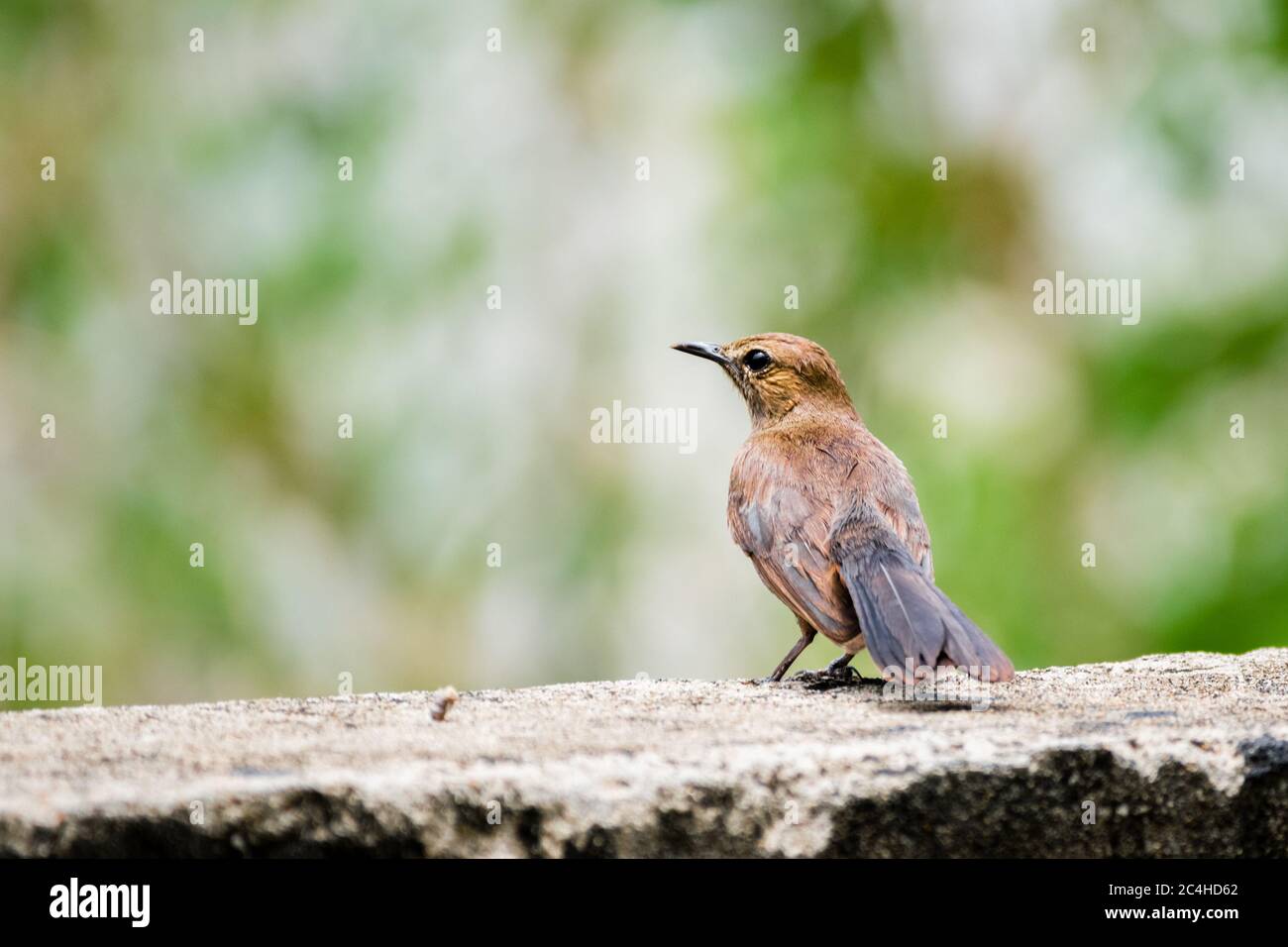 Brown Rock Chat aka Indian Chat (Oenanthe fusca) perching on a wall ...