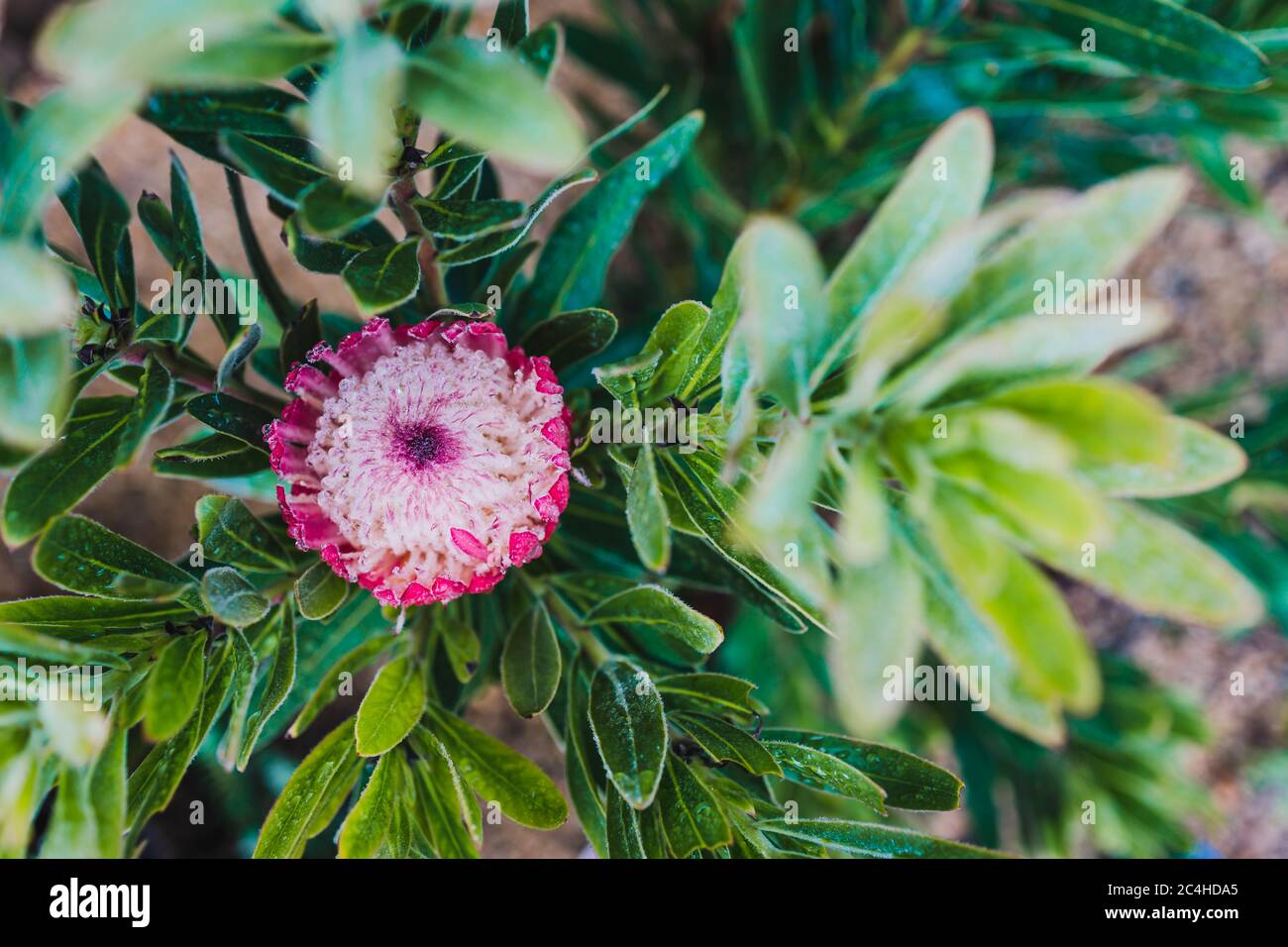 native African protea plant with pink flower covered in raindrops shot ...