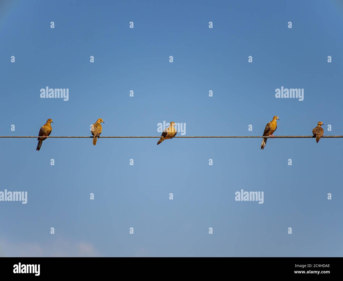 Resting on a pole hi-res stock photography and images - Alamy