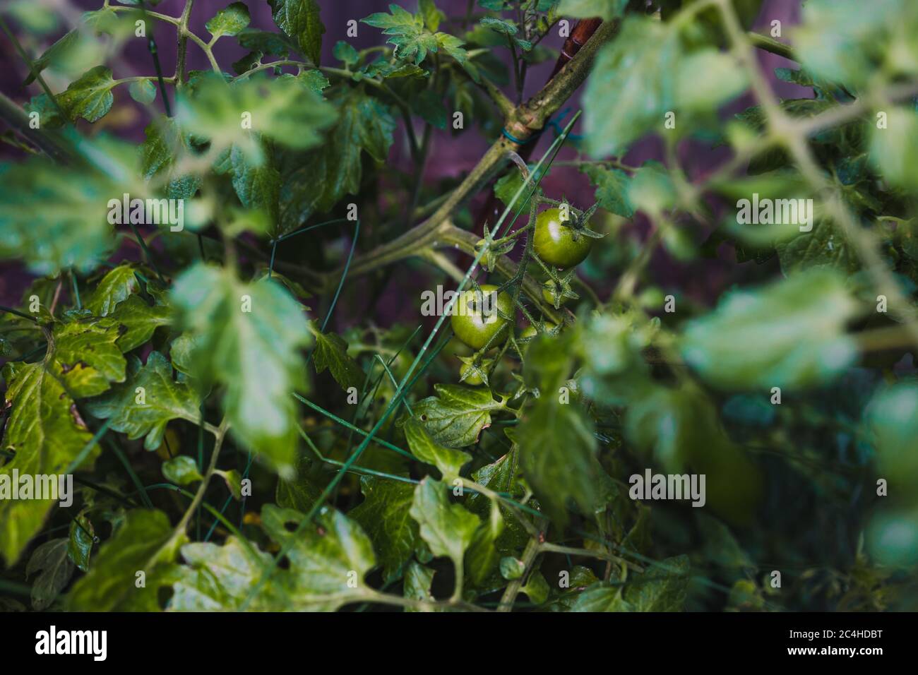 close-up of tomato plant with fruits outdoor in sunny backyard shot at ...