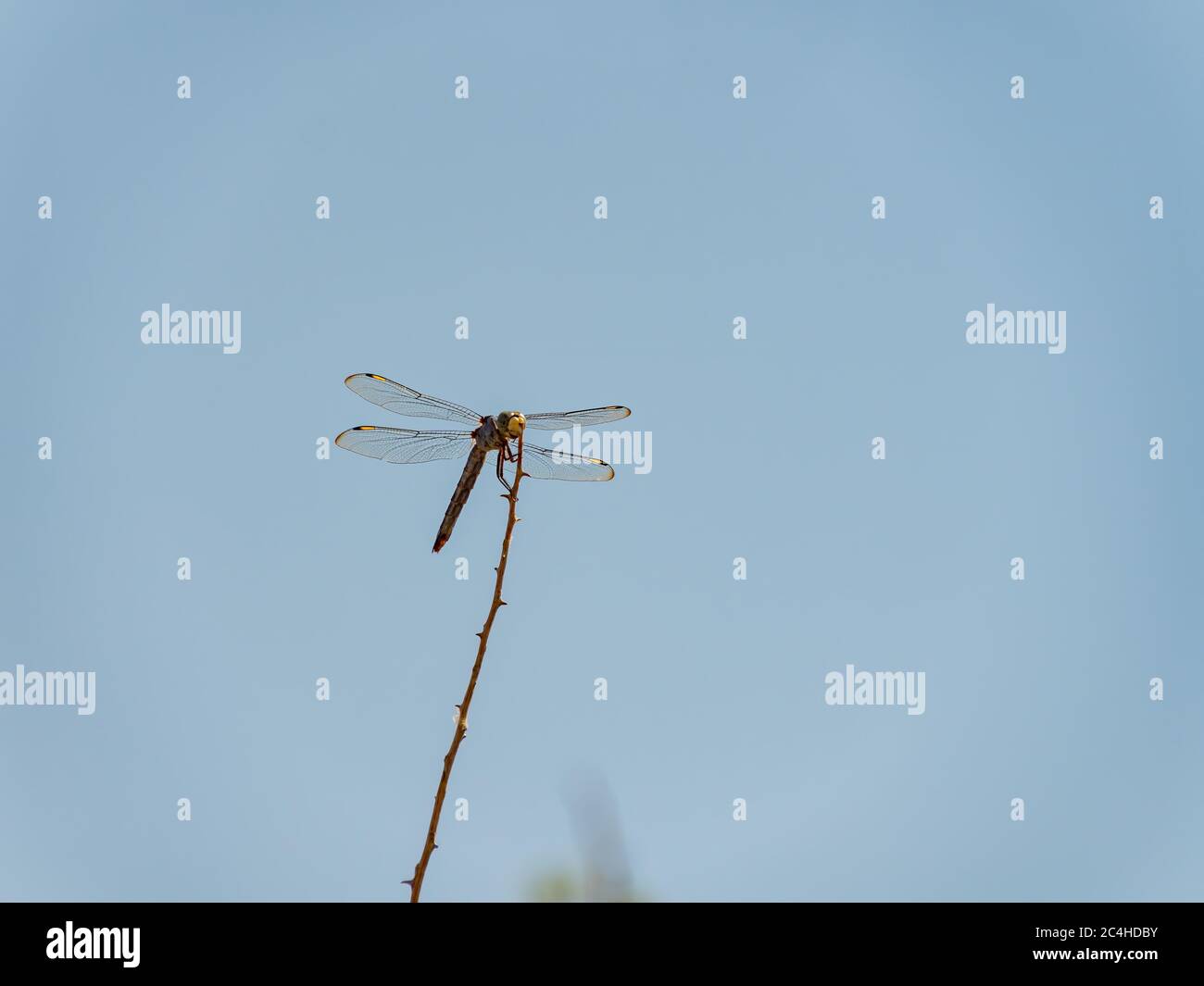 Close up shot of a Blue dasher resting at Las Vegas, Nevada Stock Photo ...