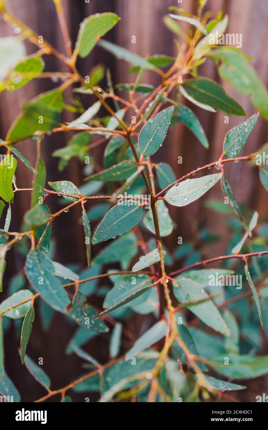 native Australian eucalyptus gum tree plant outdoor covered in ...