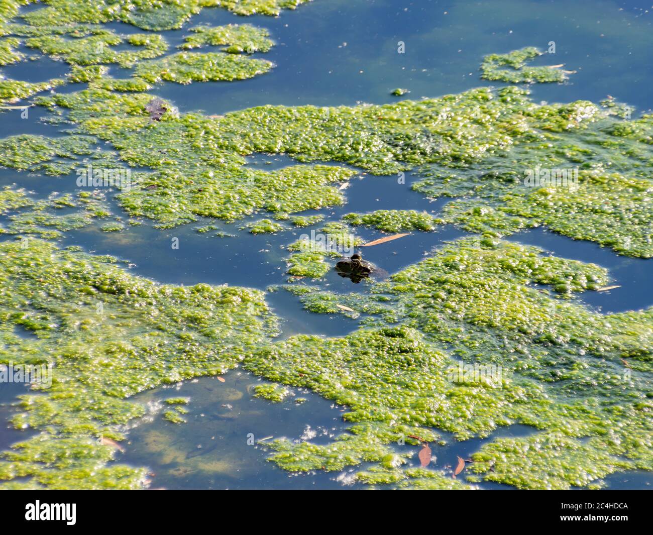 Nevada frog hi-res stock photography and images - Alamy