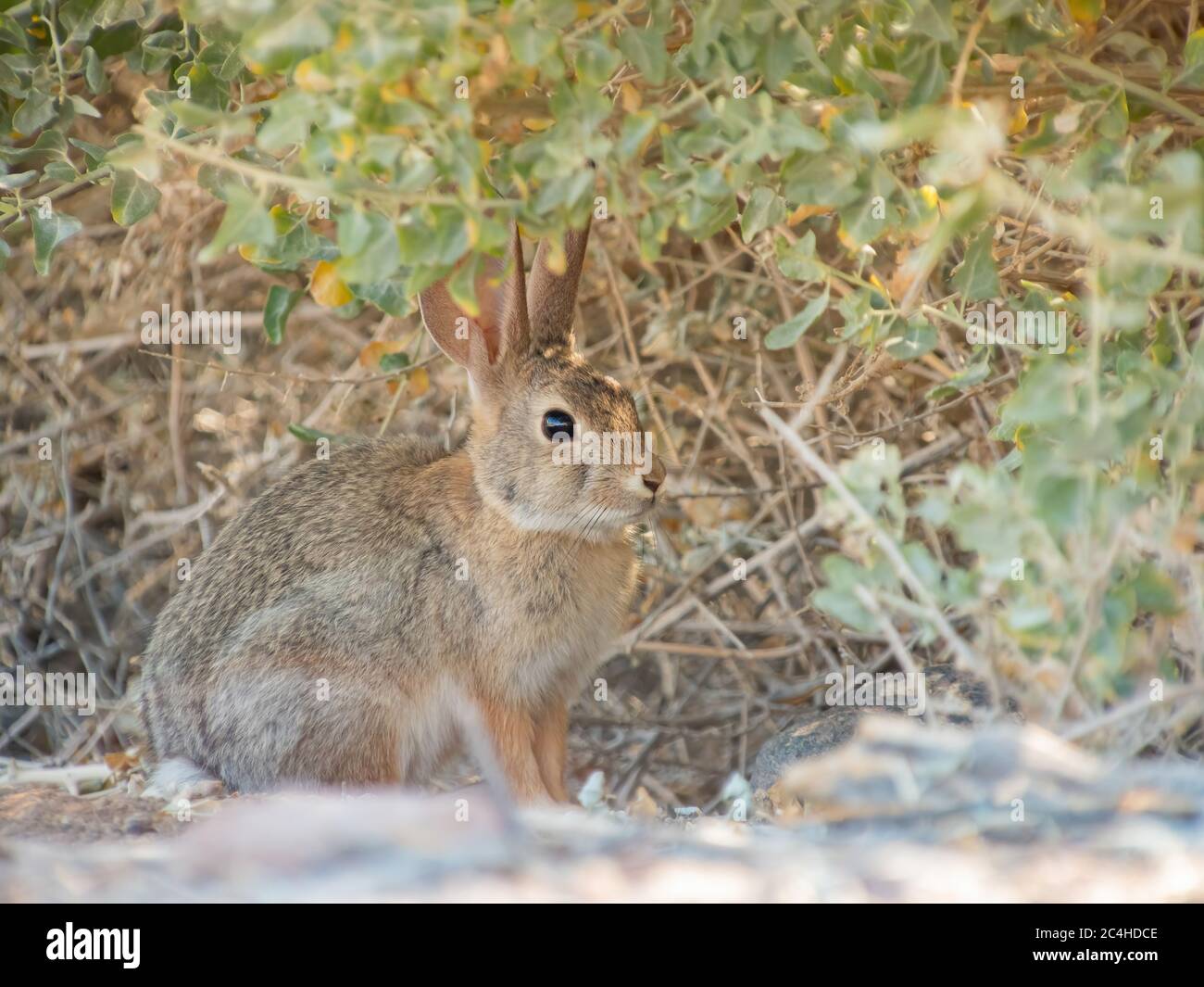 Audubons cottontail rabbits hi-res stock photography and images - Alamy