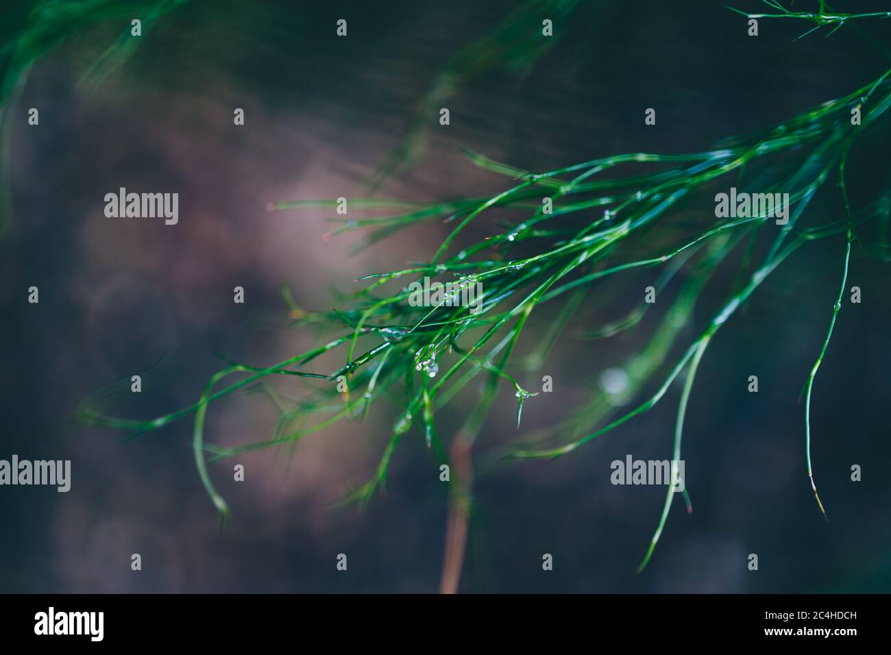 native Australian wetland Tussel Cord Rush Baloskion Tetraphyllum grass ...